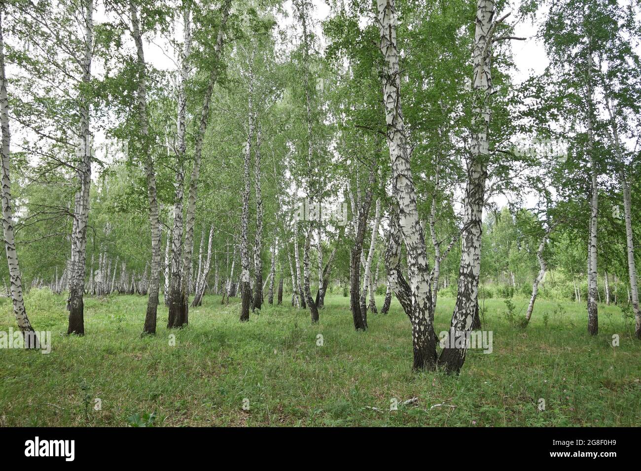 Spring birch forest Stock Photo - Alamy