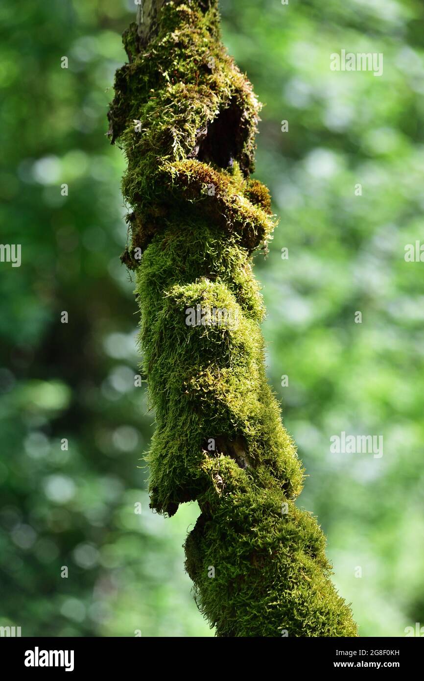Tree branch with moss in the alpine forest, abstract background Stock ...