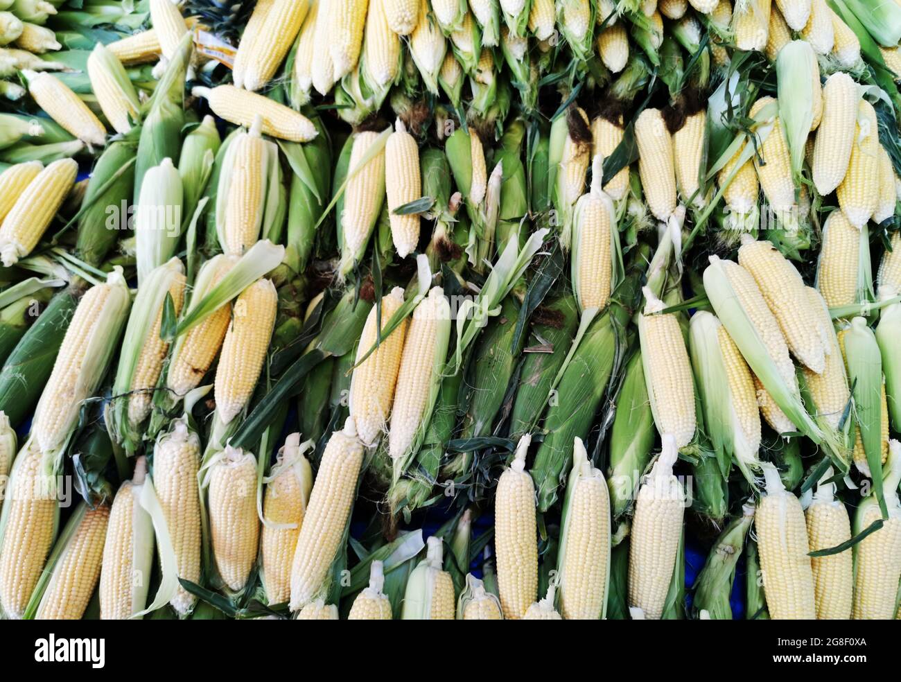 Fresh corn at a market Stock Photo - Alamy