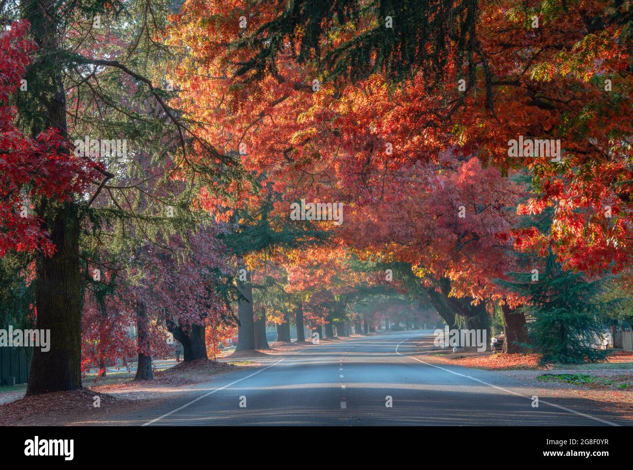 Many colours of autumn trees looking through the avenue Stock Photo - Alamy