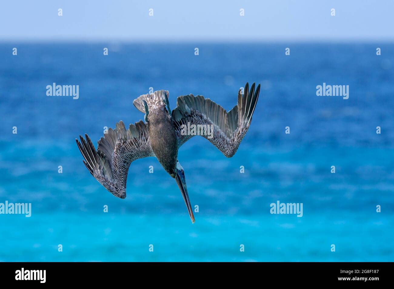 Brown pelican (Pelecanus occidentalis) diving for fish in water ...