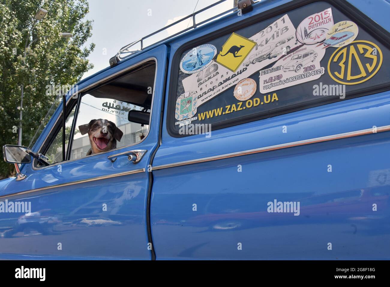 KYIV, UKRAINE - JULY 17, 2021 - A dog looks out of a side window of a ...