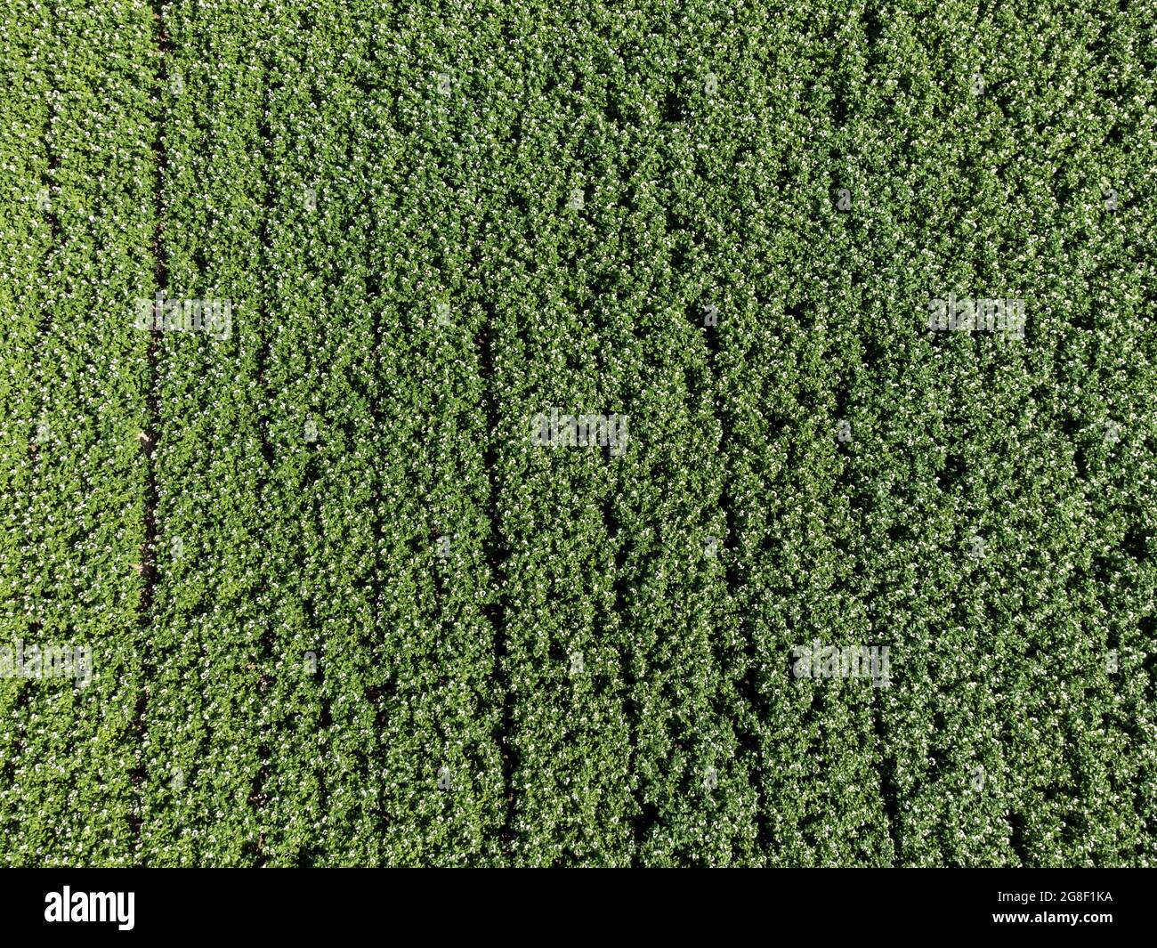 Top view of a potato field Stock Photo - Alamy