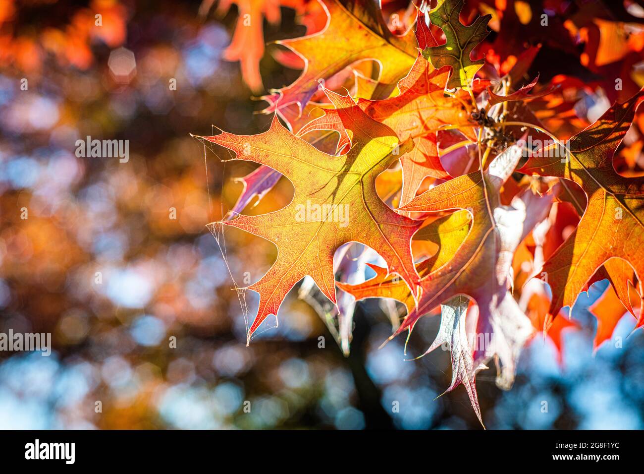 Fine leaf texture hi-res stock photography and images - Alamy