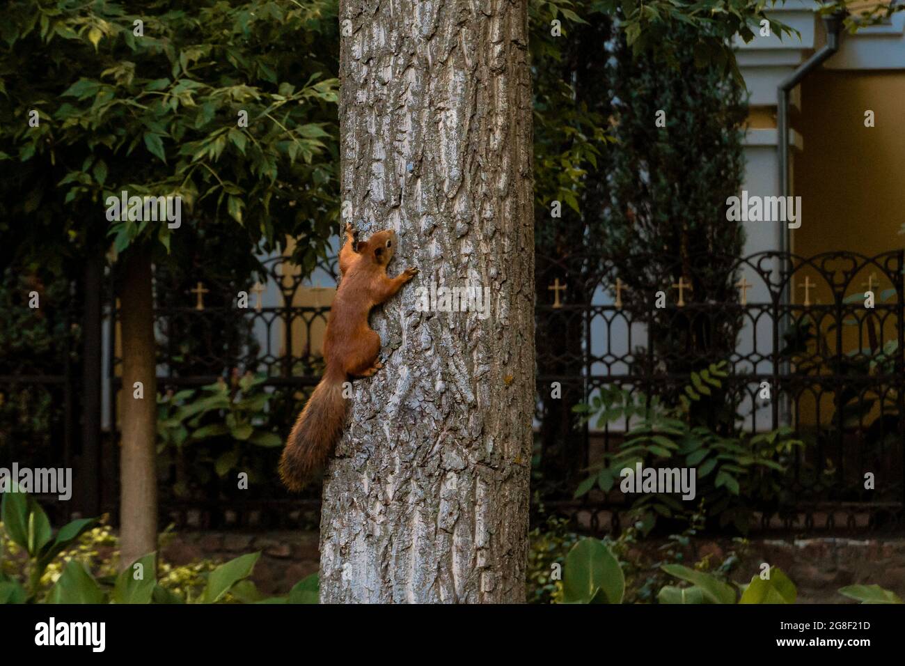 Red squirrel run up tree hi-res stock photography and images - Alamy