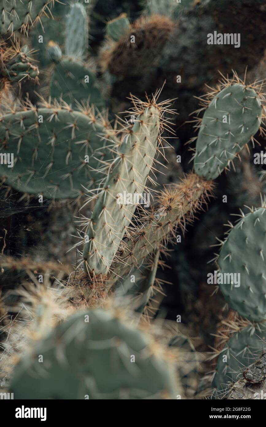 Vershot of a sharp cactus plant in a garden Stock Photo - Alamy