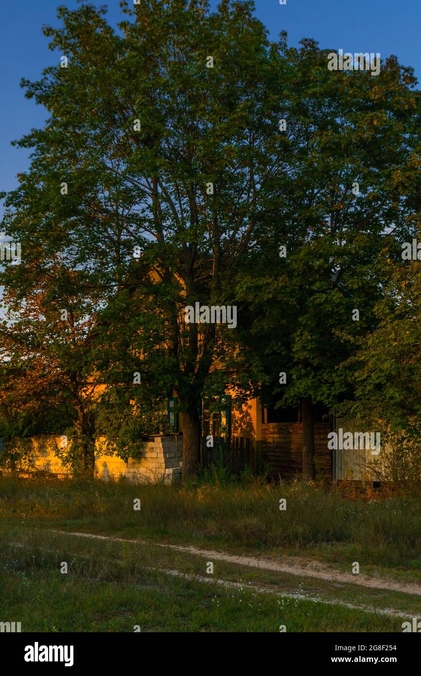 a village house hidden behind a tree Stock Photo - Alamy