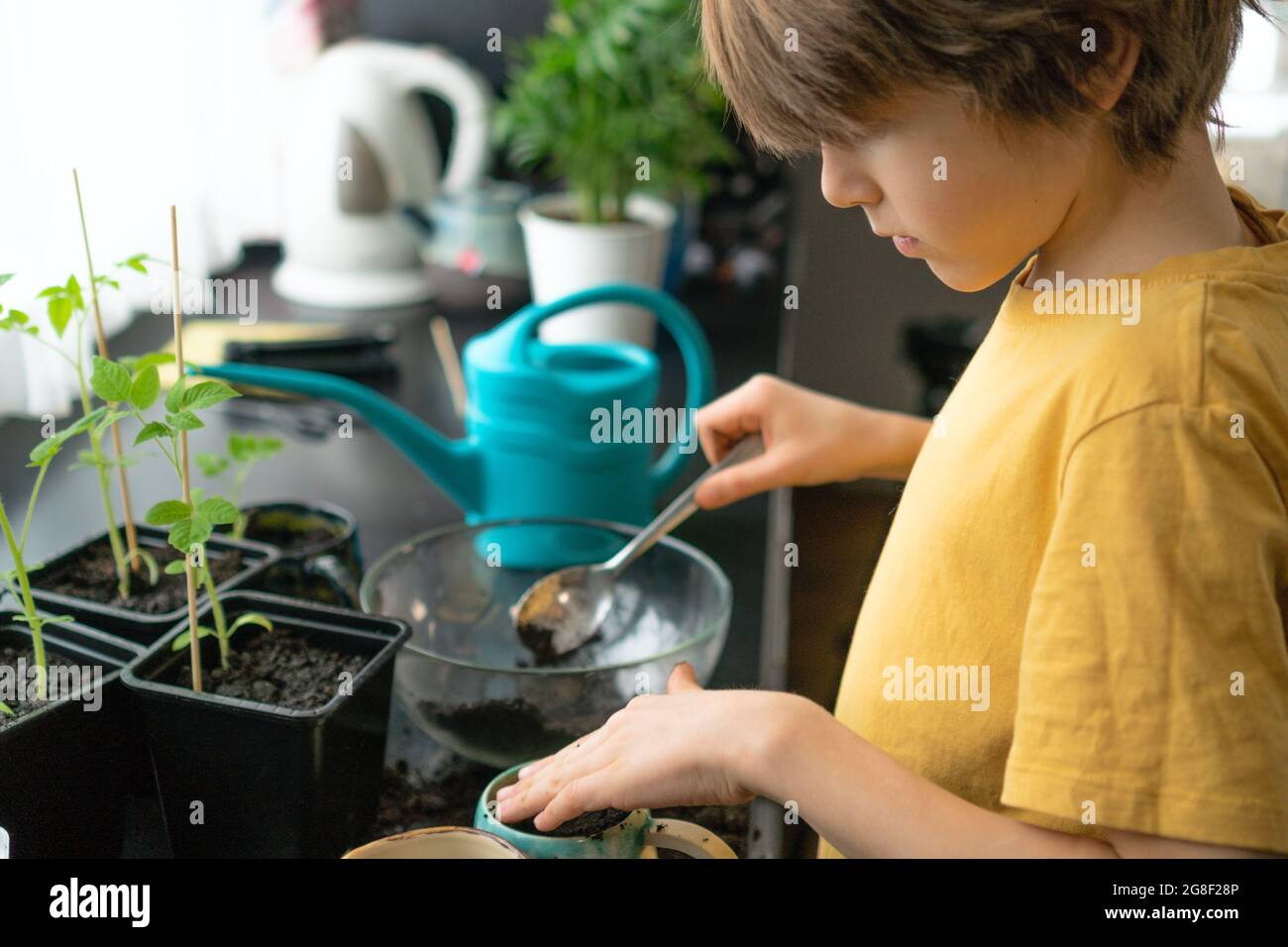 Little boy planting seedlings at home. An independent child is busy ...