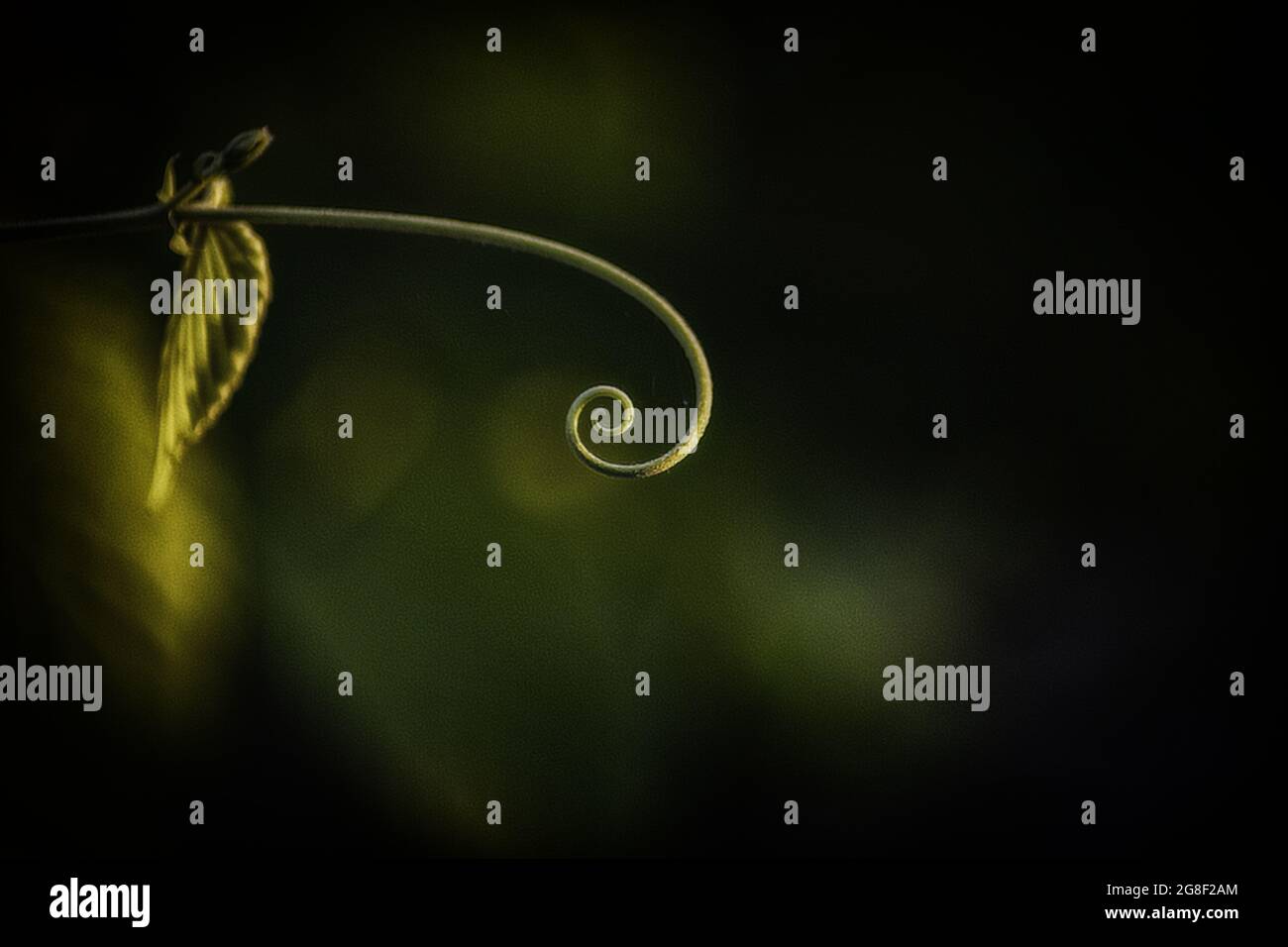 Curling vine making a spiral in the blurred background Stock Photo - Alamy