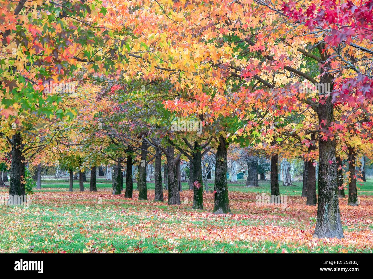 Different autumn tree colours in a park Stock Photo - Alamy