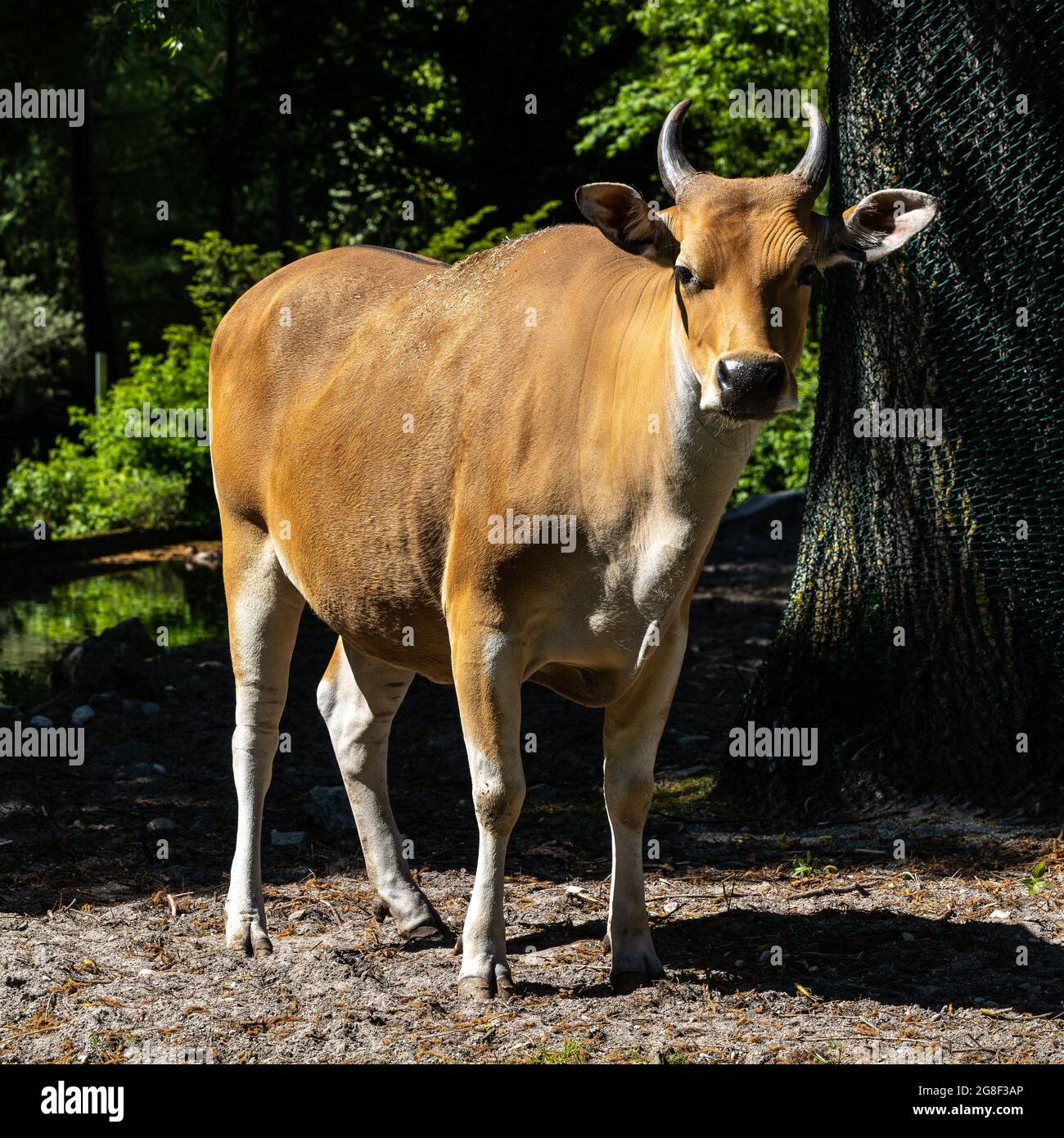 Banteng, Bos javanicus or Red Bull. It is a type of wild cattle But ...