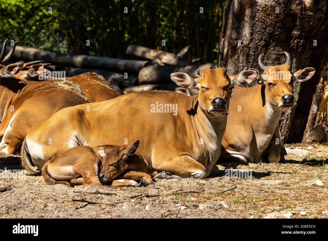 Banteng, Bos javanicus or Red Bull. It is a type of wild cattle But ...
