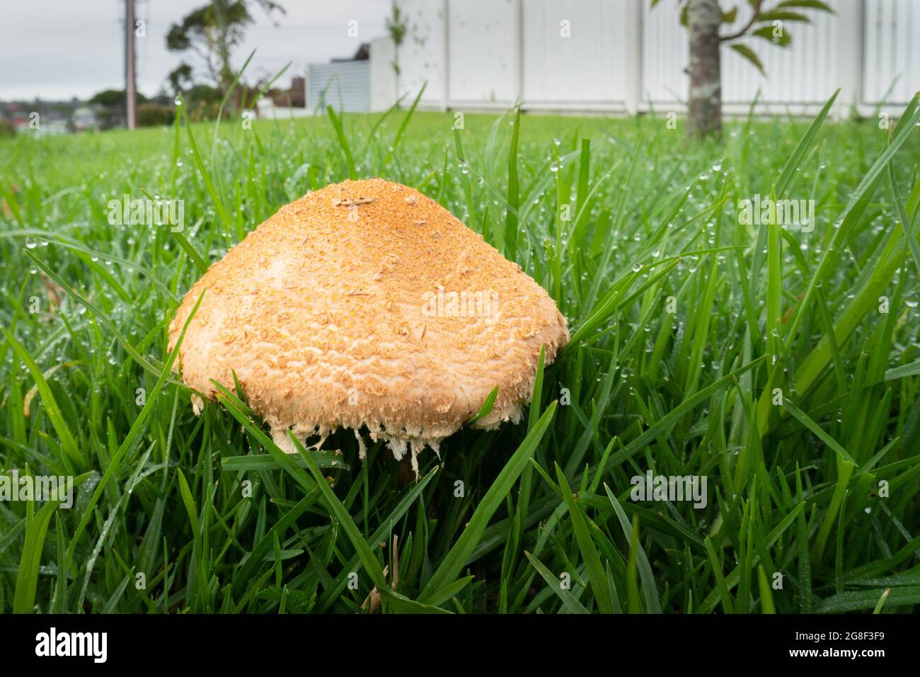 Close-up image of a wild mushroom pop up in the front yard lawn after a ...