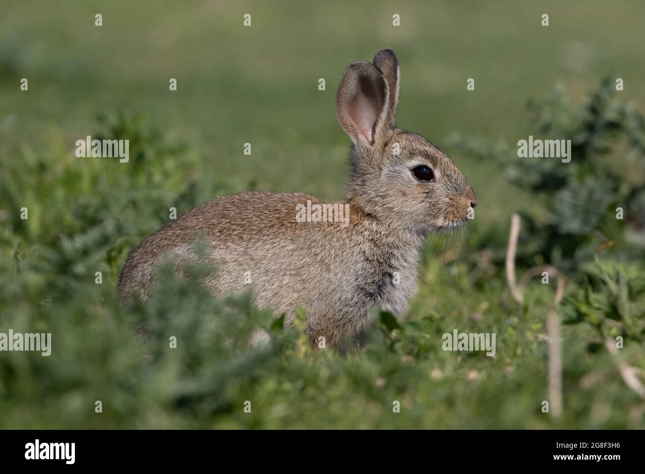 European rabbit, Common rabbit, Bunny, Oryctolagus cuniculus sitting on ...