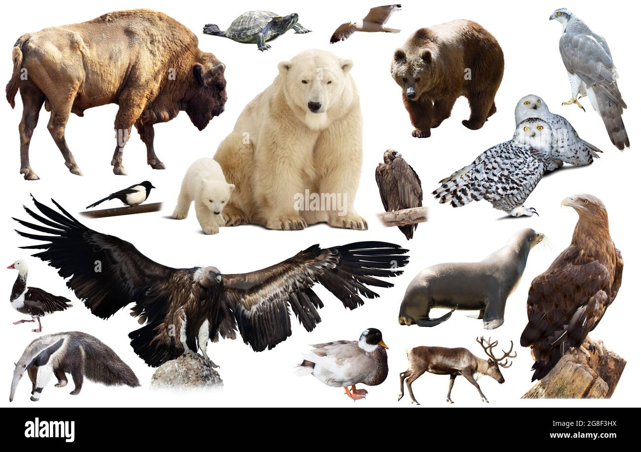 Set of fauna of North American animals Stock Photo - Alamy