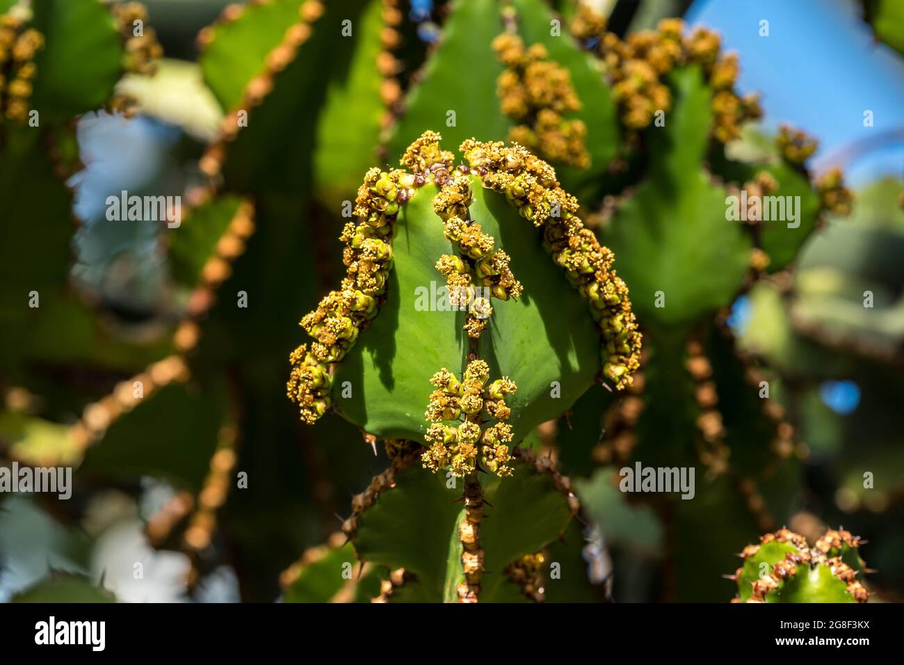Close view of Transvaal candelabra tree, or bushveld candelabra ...
