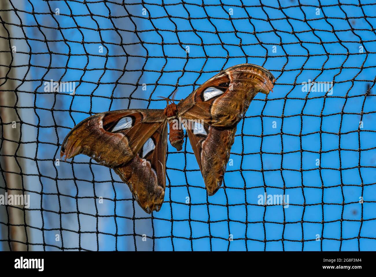 Atlas moth, Attacus atlas, these are the largest moths in the world ...