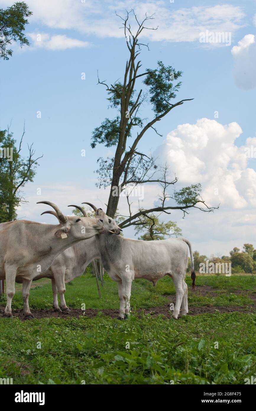 Hungarian cow breed hi-res stock photography and images - Alamy