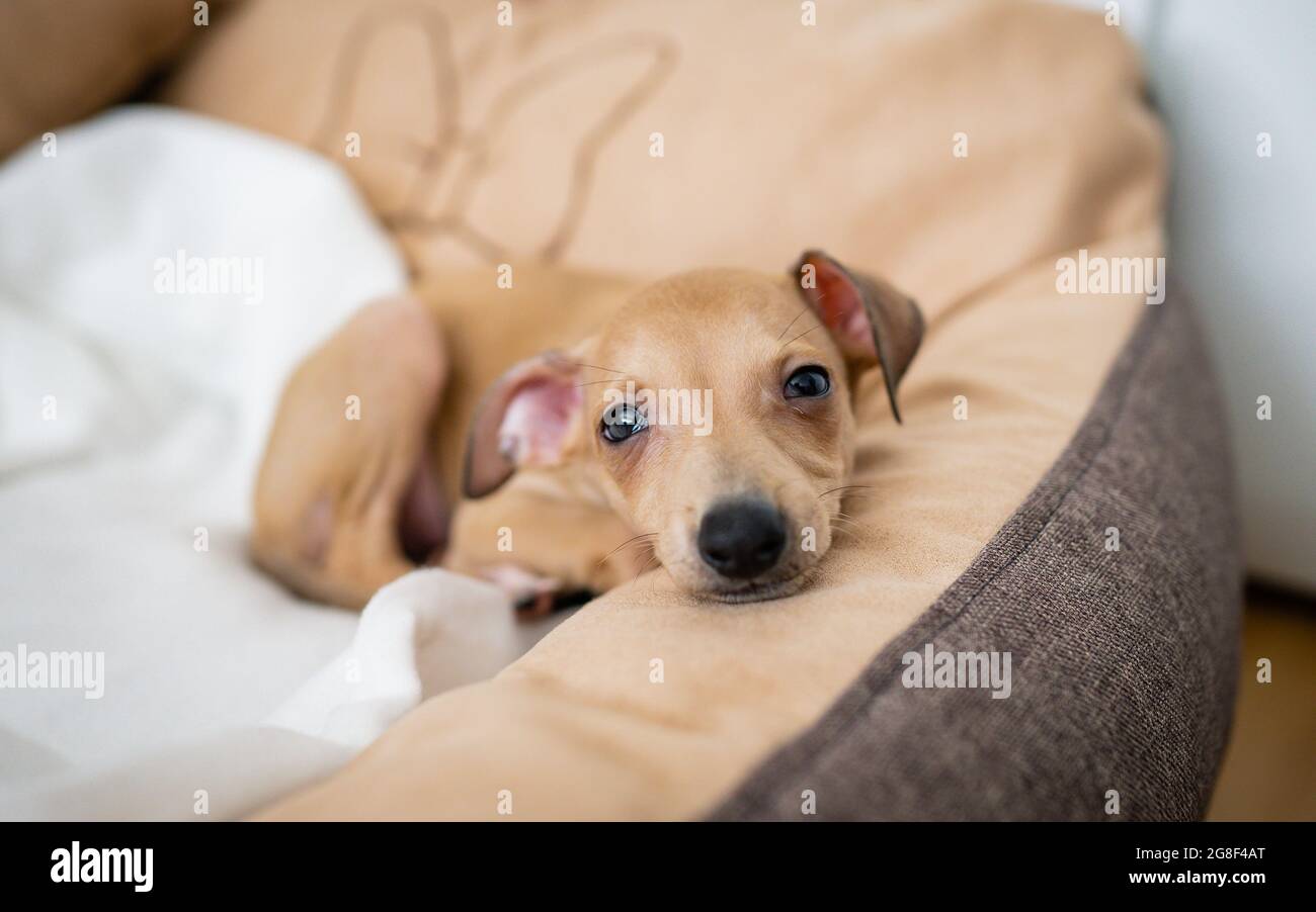 Small greyhound lying hi-res stock photography and images - Alamy