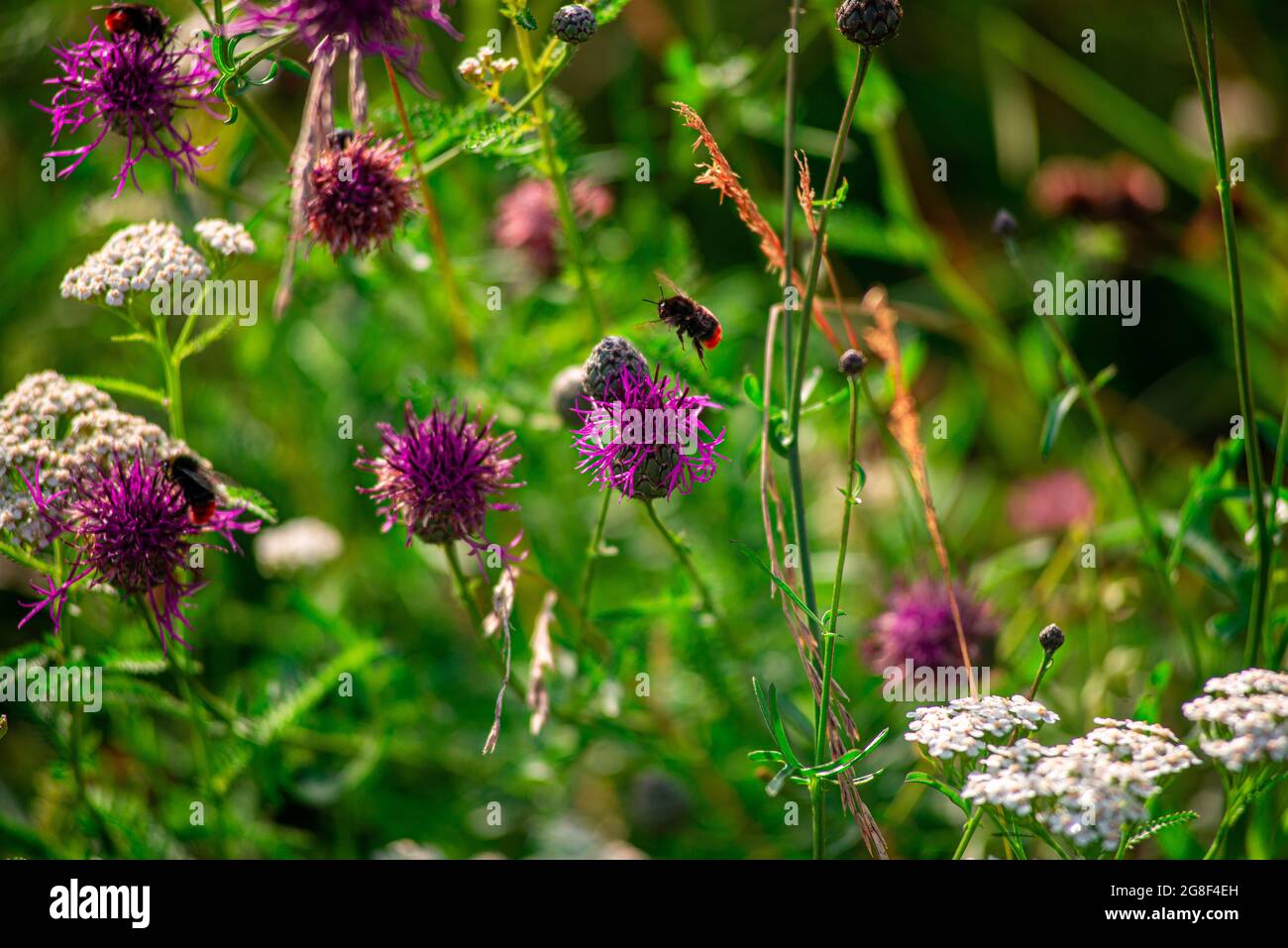 Flying bumble bee land hi-res stock photography and images - Alamy
