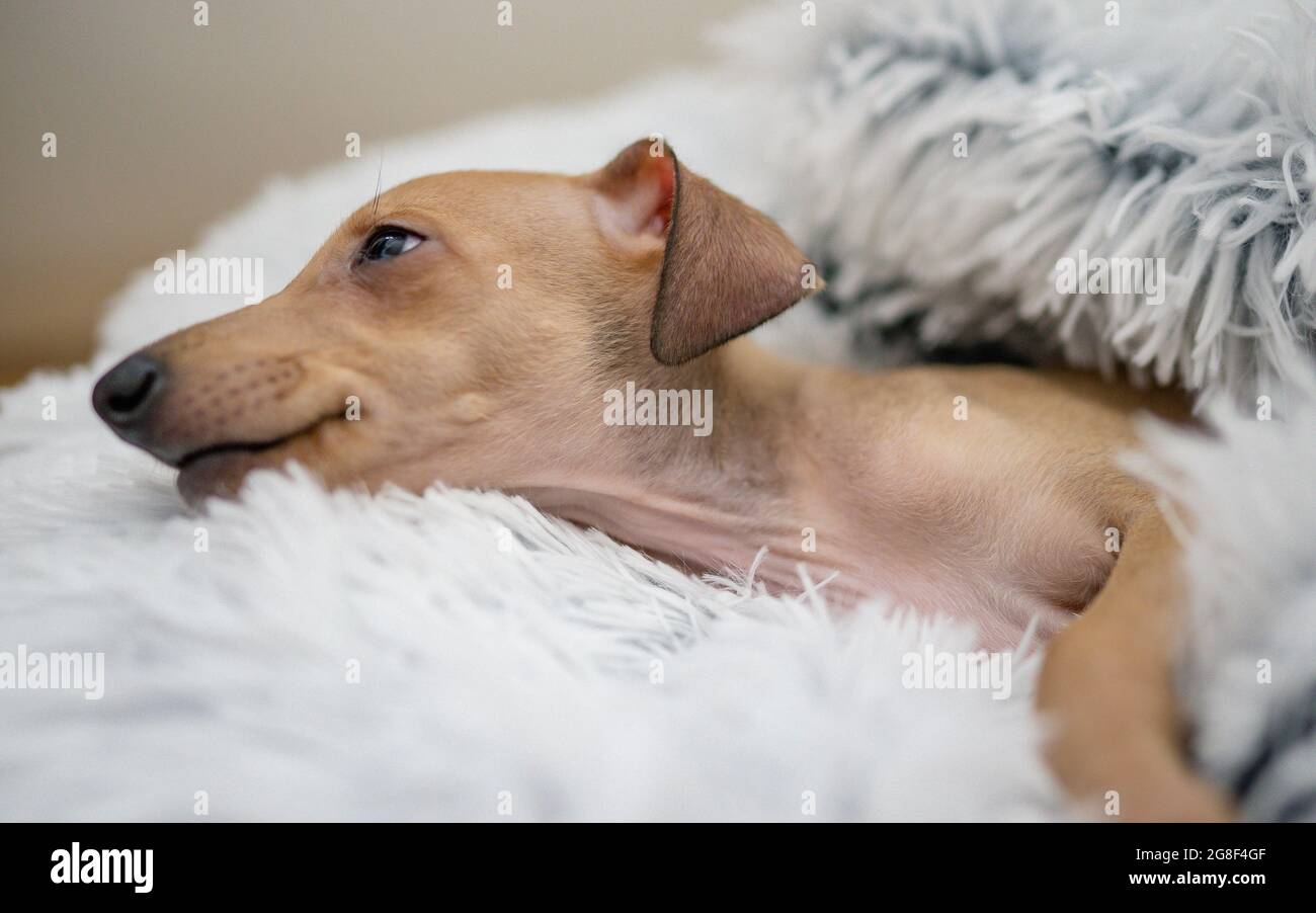 Close up on a lying down Italian greyhound. dog looking aside, resting ...