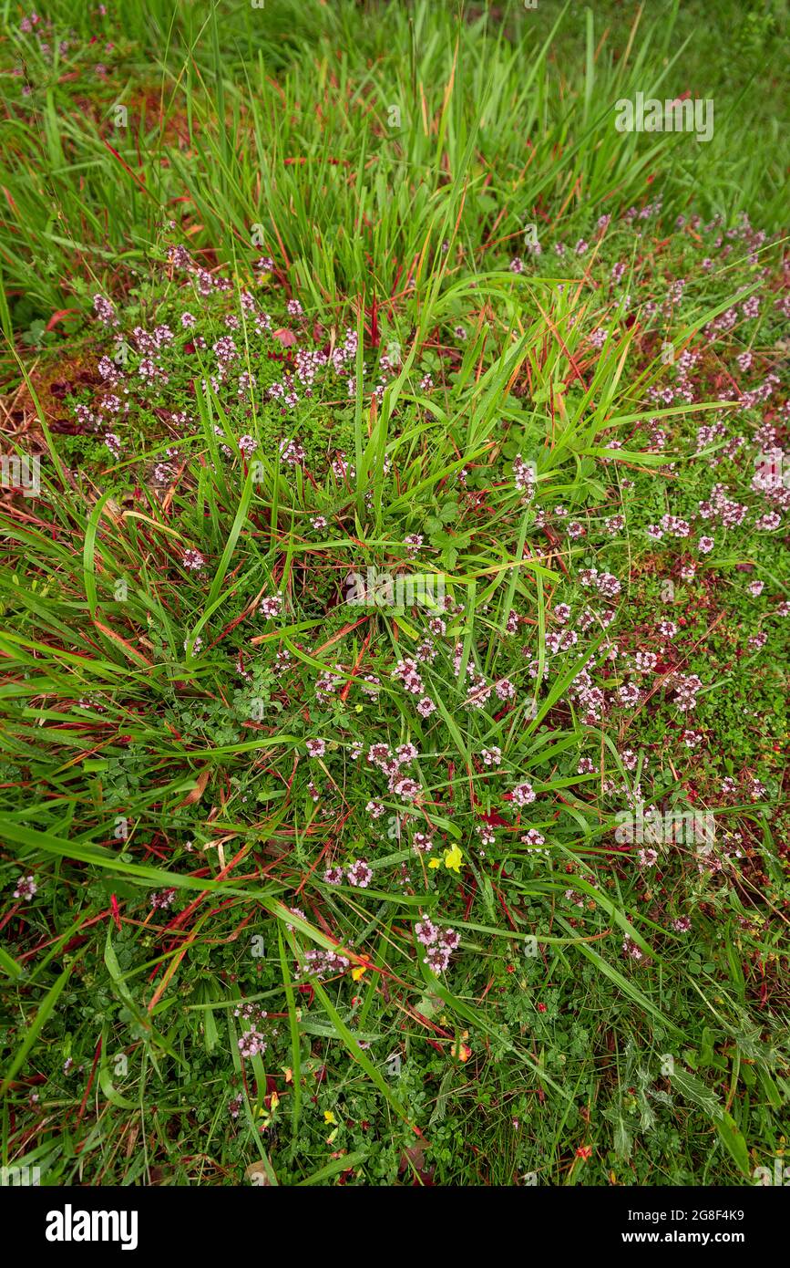 Tiny flowers on forest soil Stock Photo - Alamy