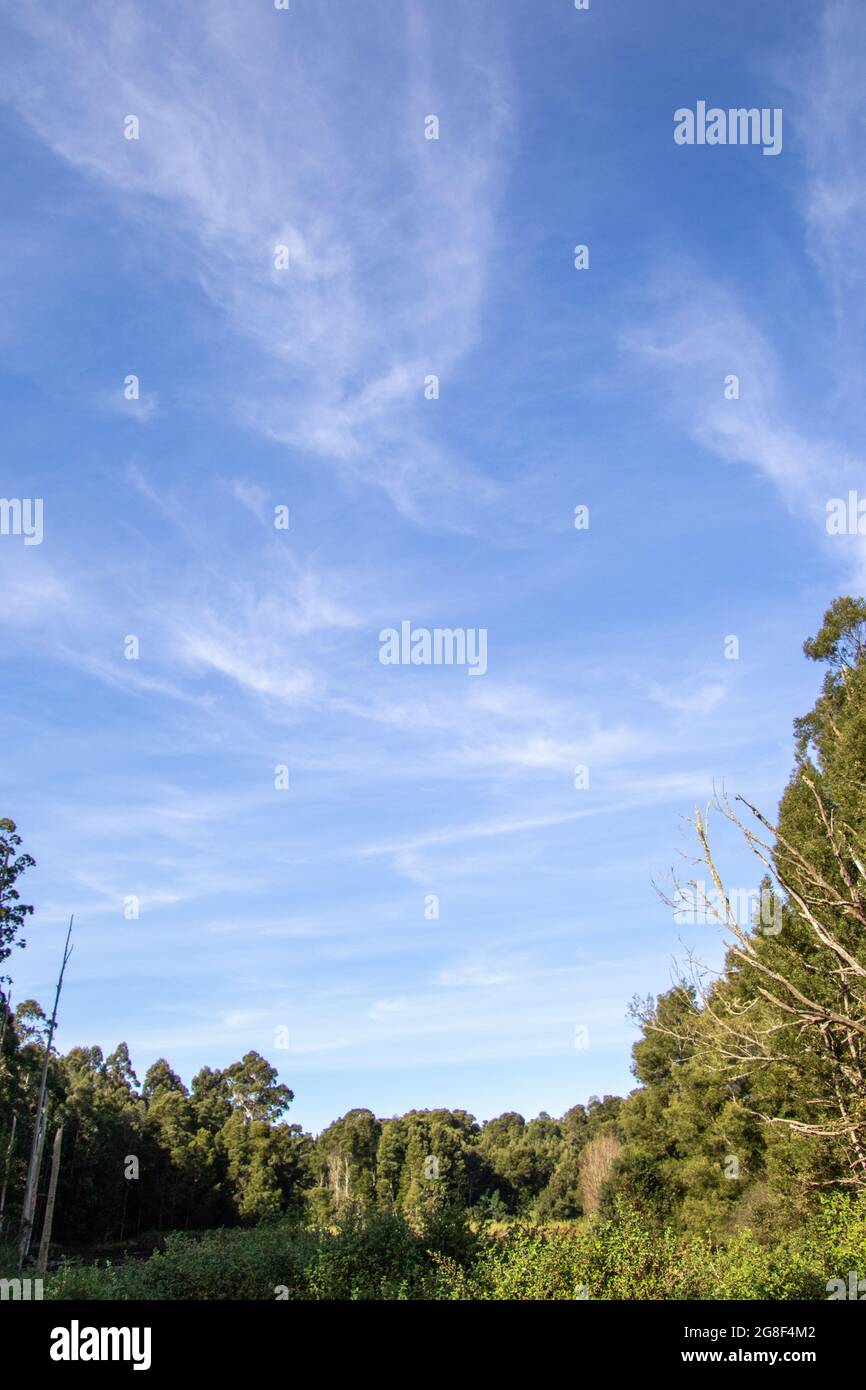 Vertical shaped landscape image with blue sky, thin clouds and a green ...