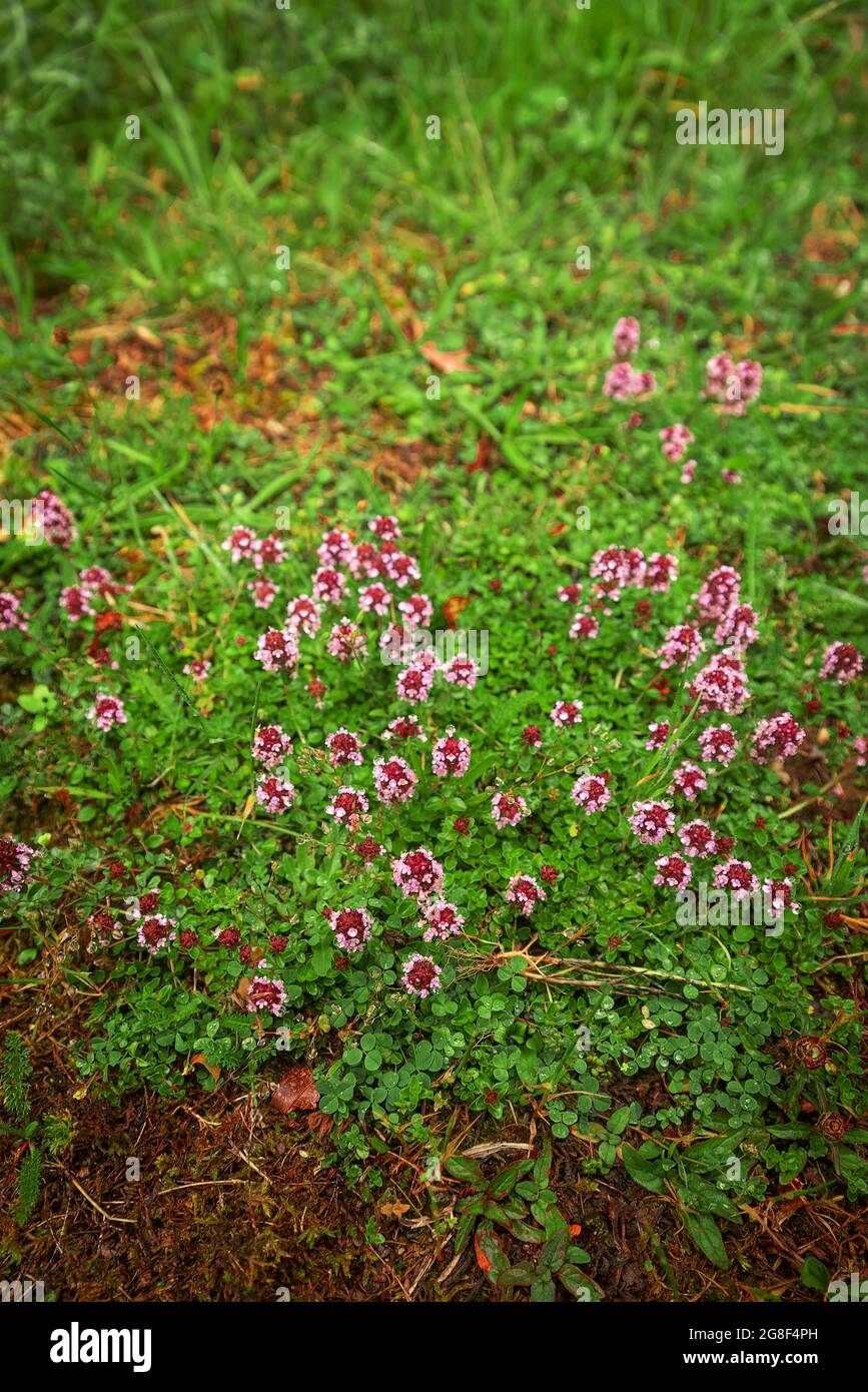 Tiny flowers on forest soil Stock Photo - Alamy