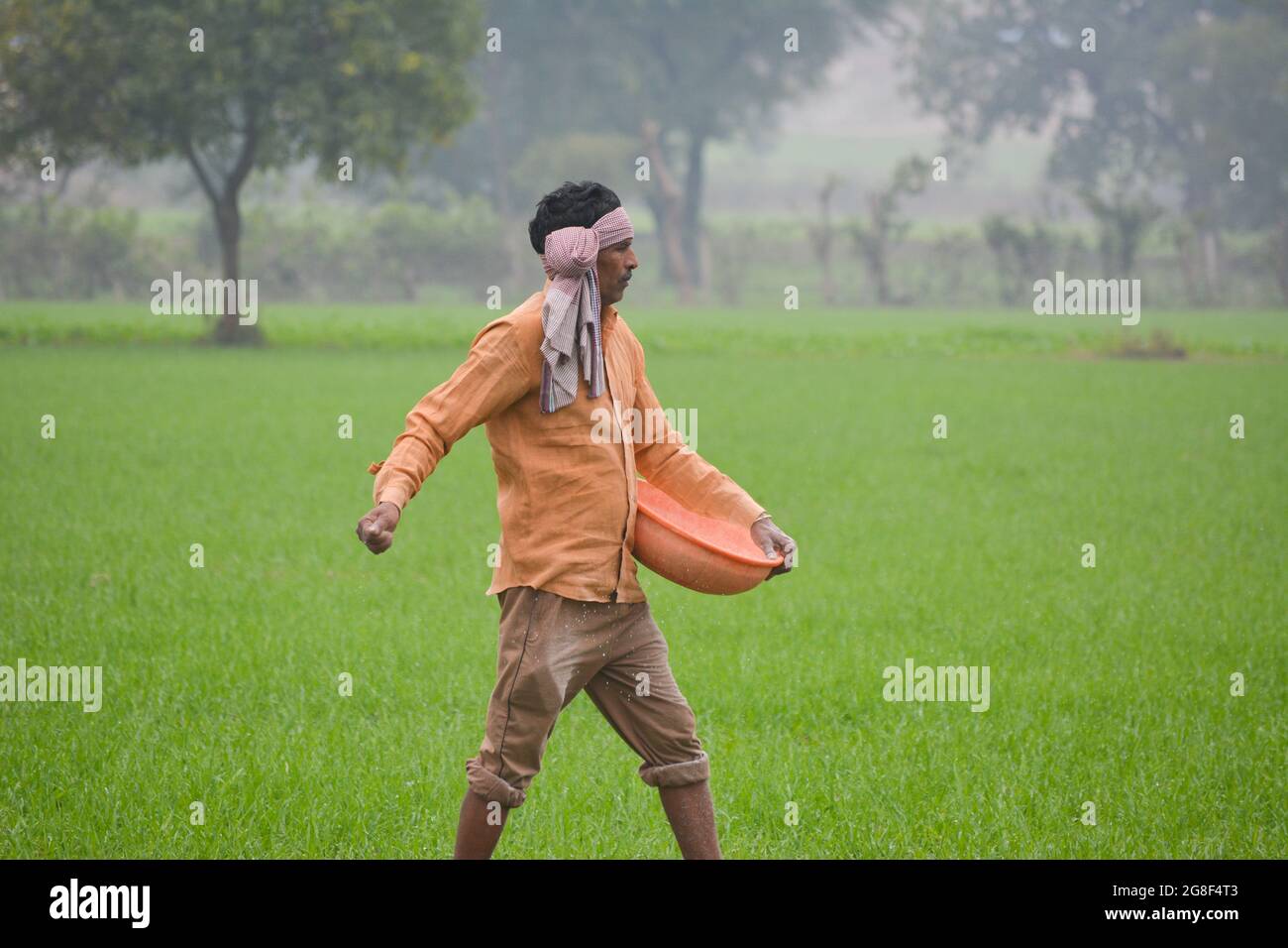 Indian farmer spreading fertilizer in the wheat field Stock Photo - Alamy
