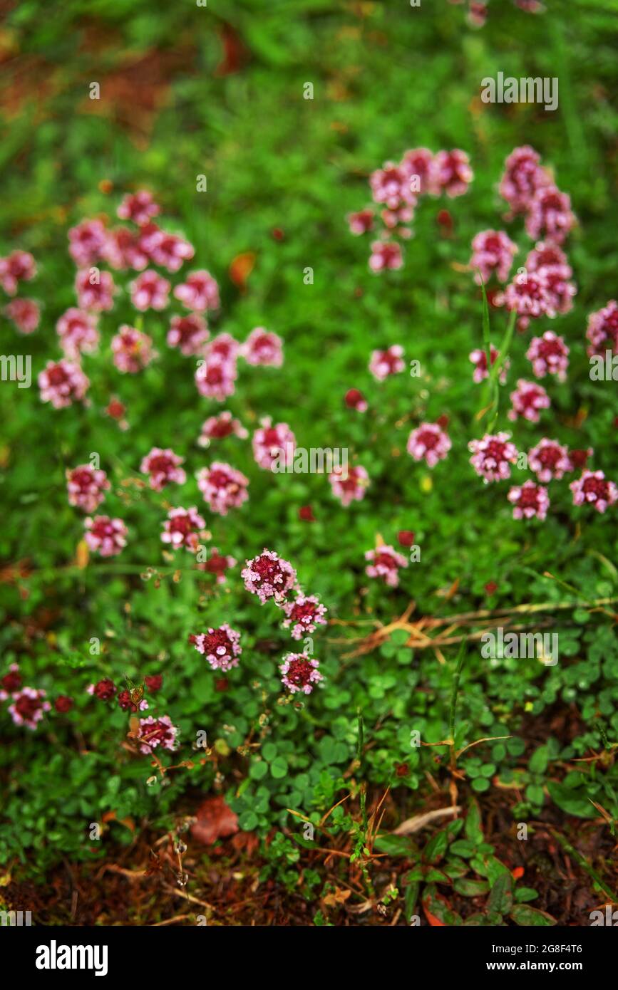 Tiny flowers on forest soil Stock Photo - Alamy