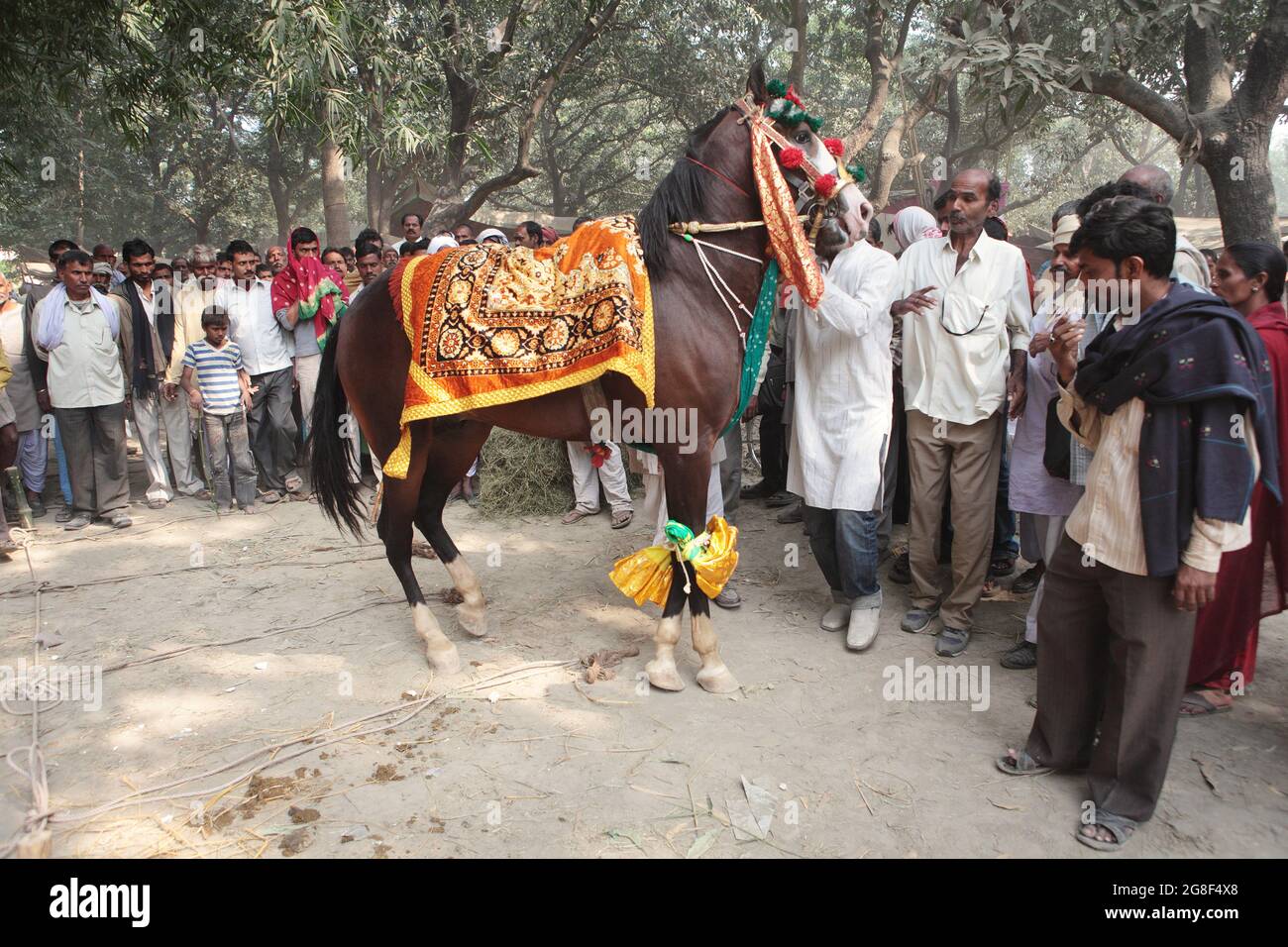 Horses are exhibited for sale at Sonpur fair, the largest animal ...