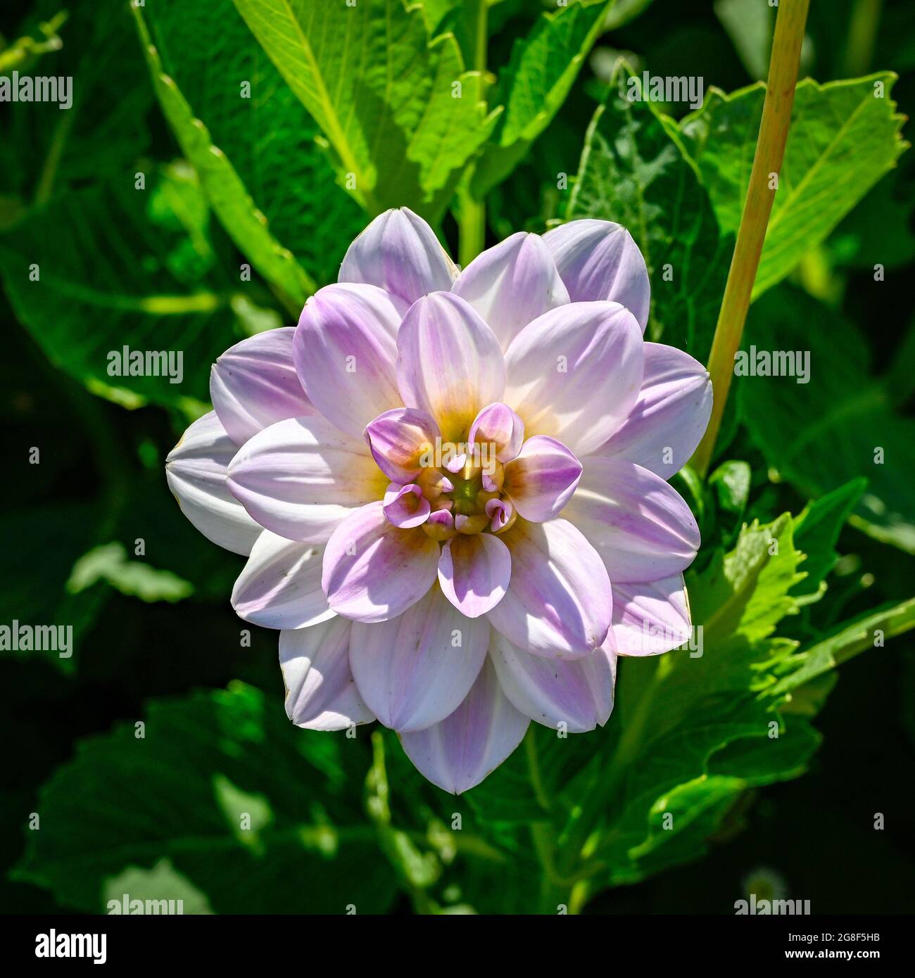 Dahlia called Twilight time in Uppsala botanical garden Stock Photo - Alamy