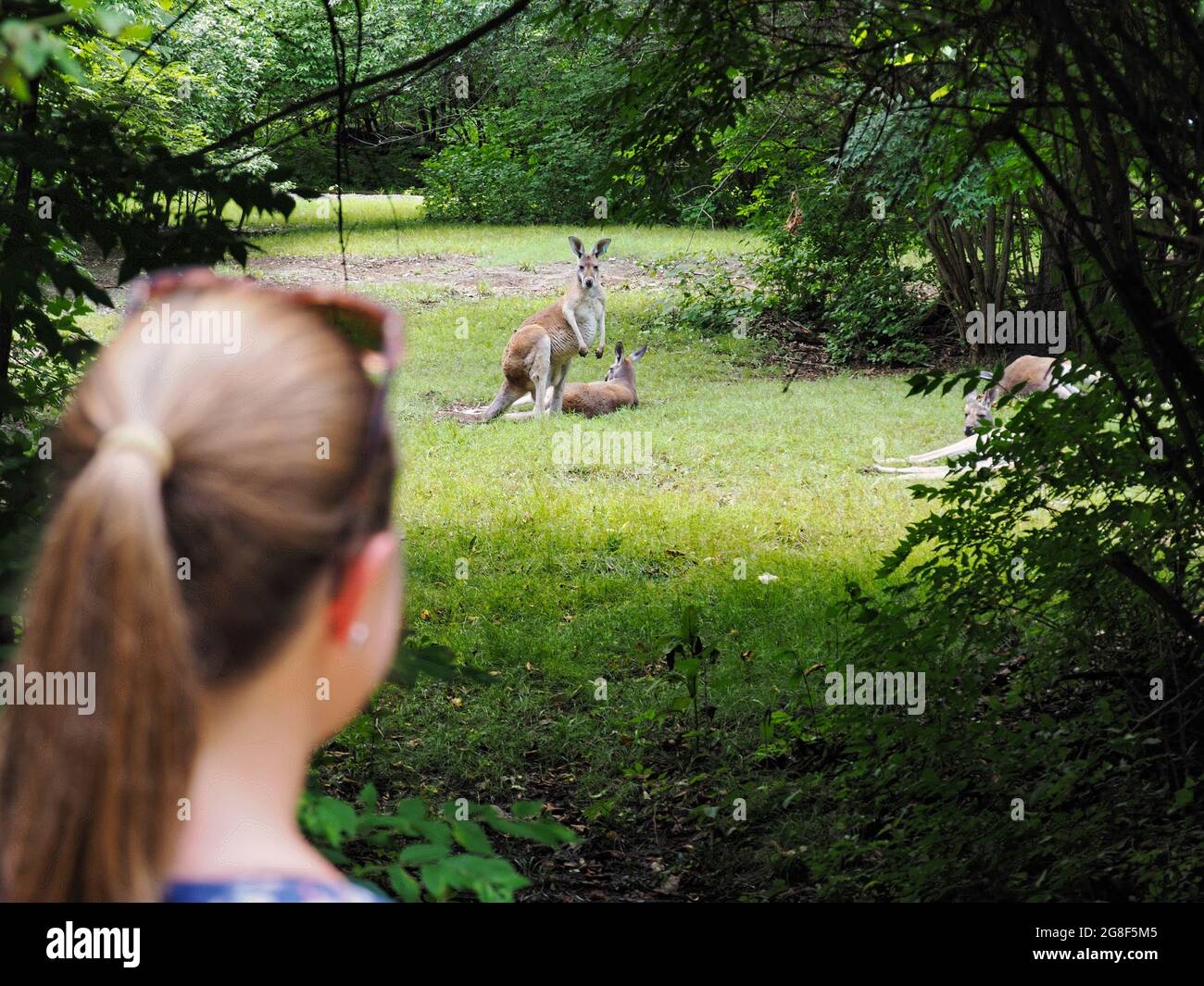 Back view of a female looking at a pair of kangaroos at a habitat in ...
