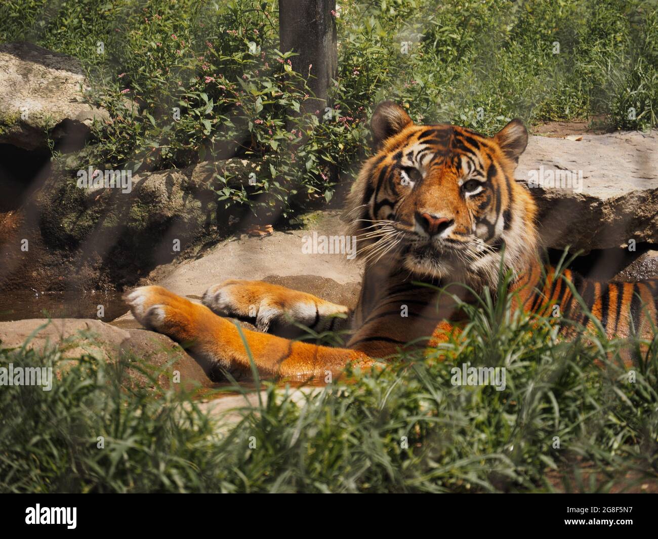 Beautiful tiger resting in a habitat at Kansas City Zoo Stock Photo - Alamy