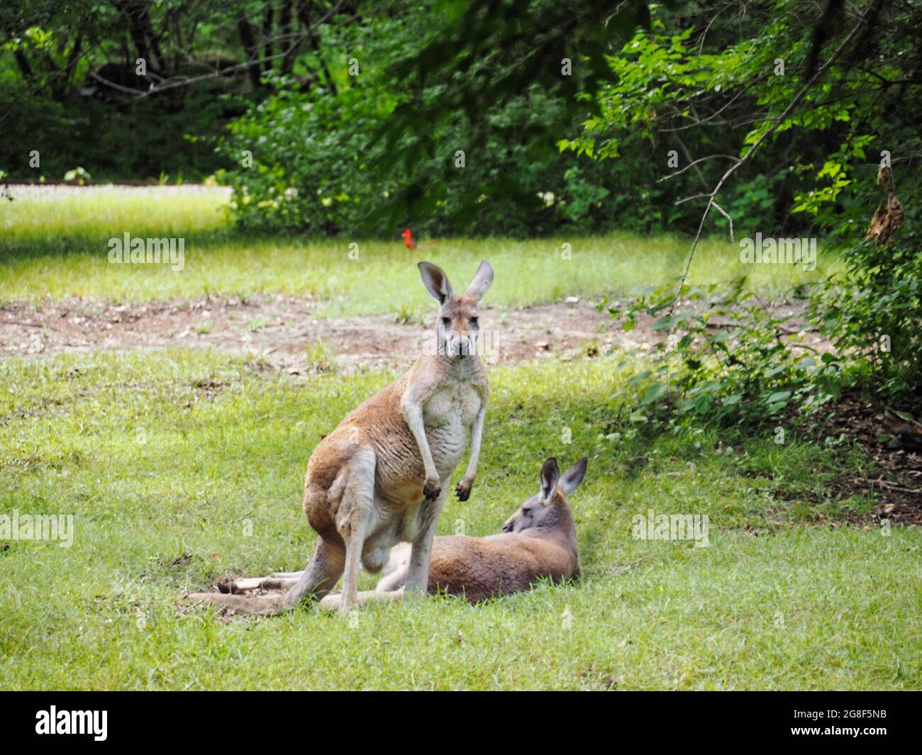 Kangaroos In The City High Resolution Stock Photography and Images - Alamy