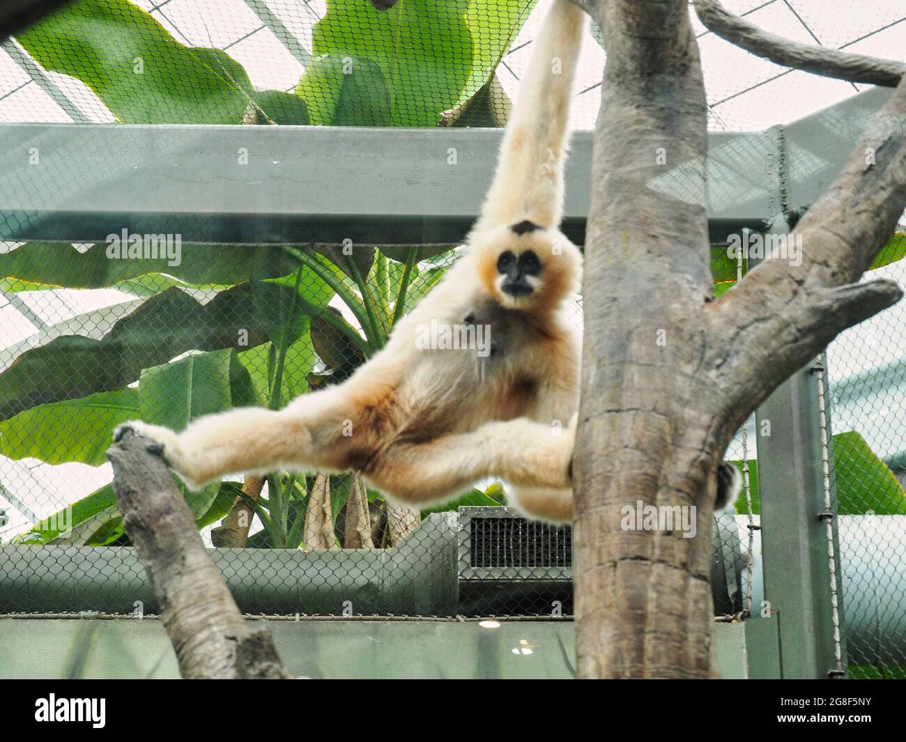 Bornean gibbon hi-res stock photography and images - Alamy