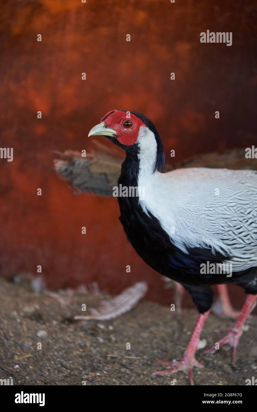 Beautiful colored pheasant in a cage at the zoo Stock Photo - Alamy