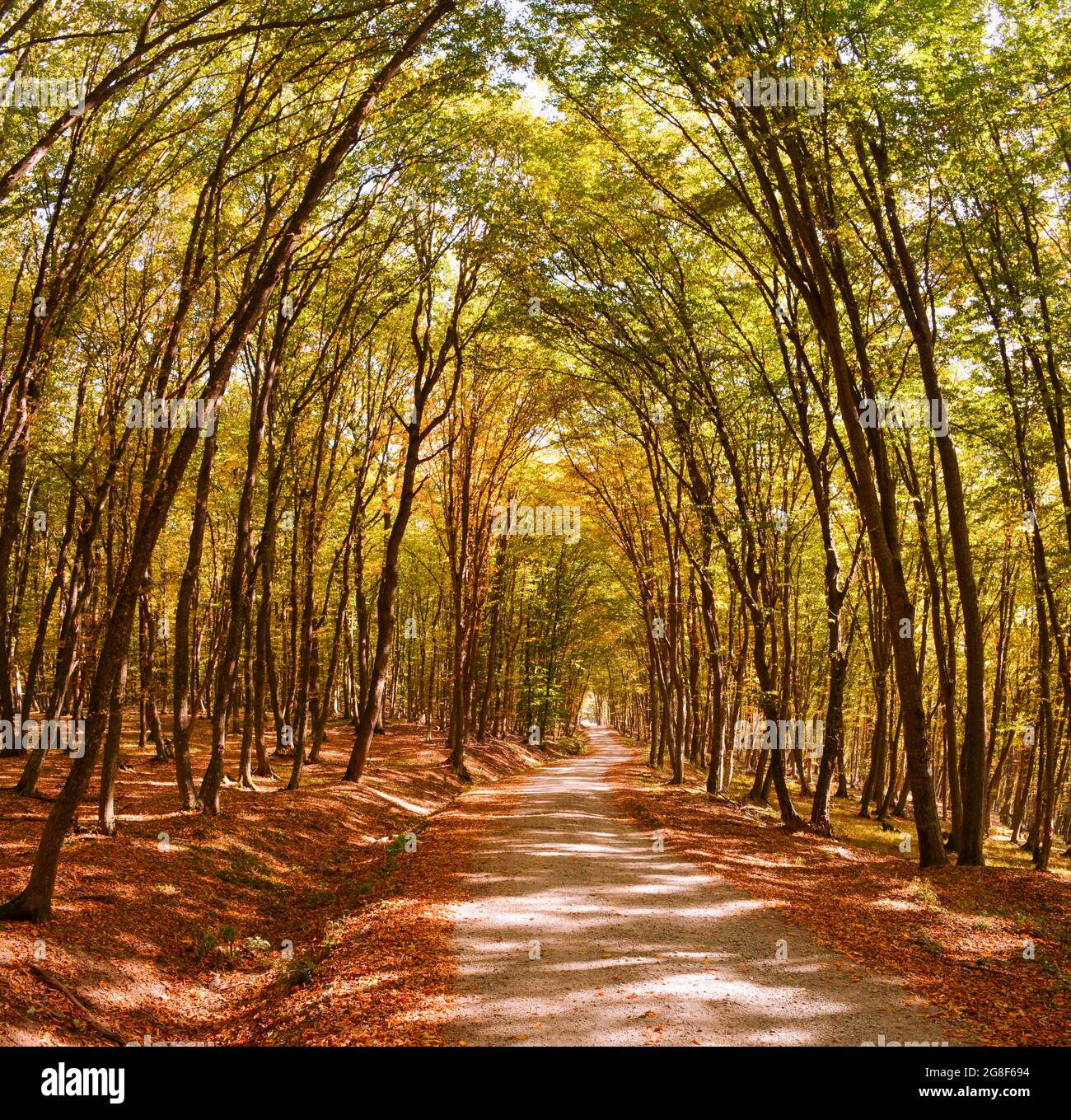 Colorful alley of trees through the forest in Autumn Stock Photo - Alamy