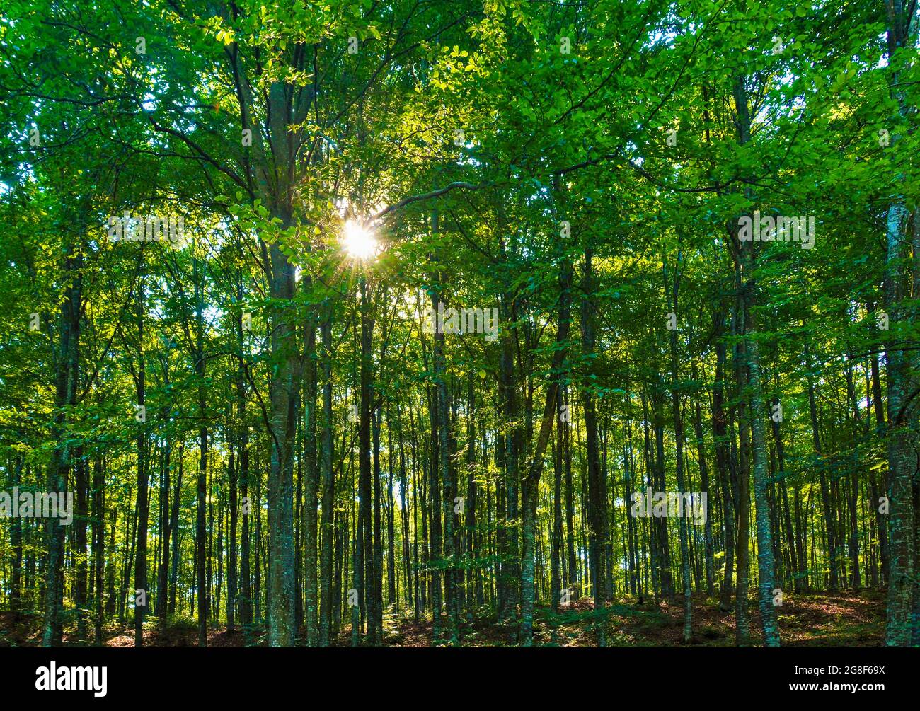 Beautiful landscape in the deciduous forest with sunrays through tree ...