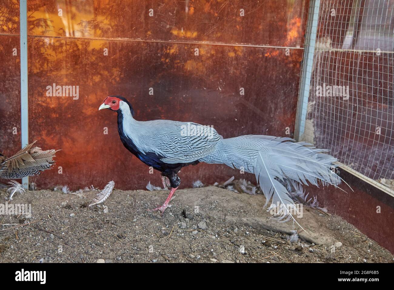 Beautiful pheasant in a cage at the zoo Stock Photo - Alamy