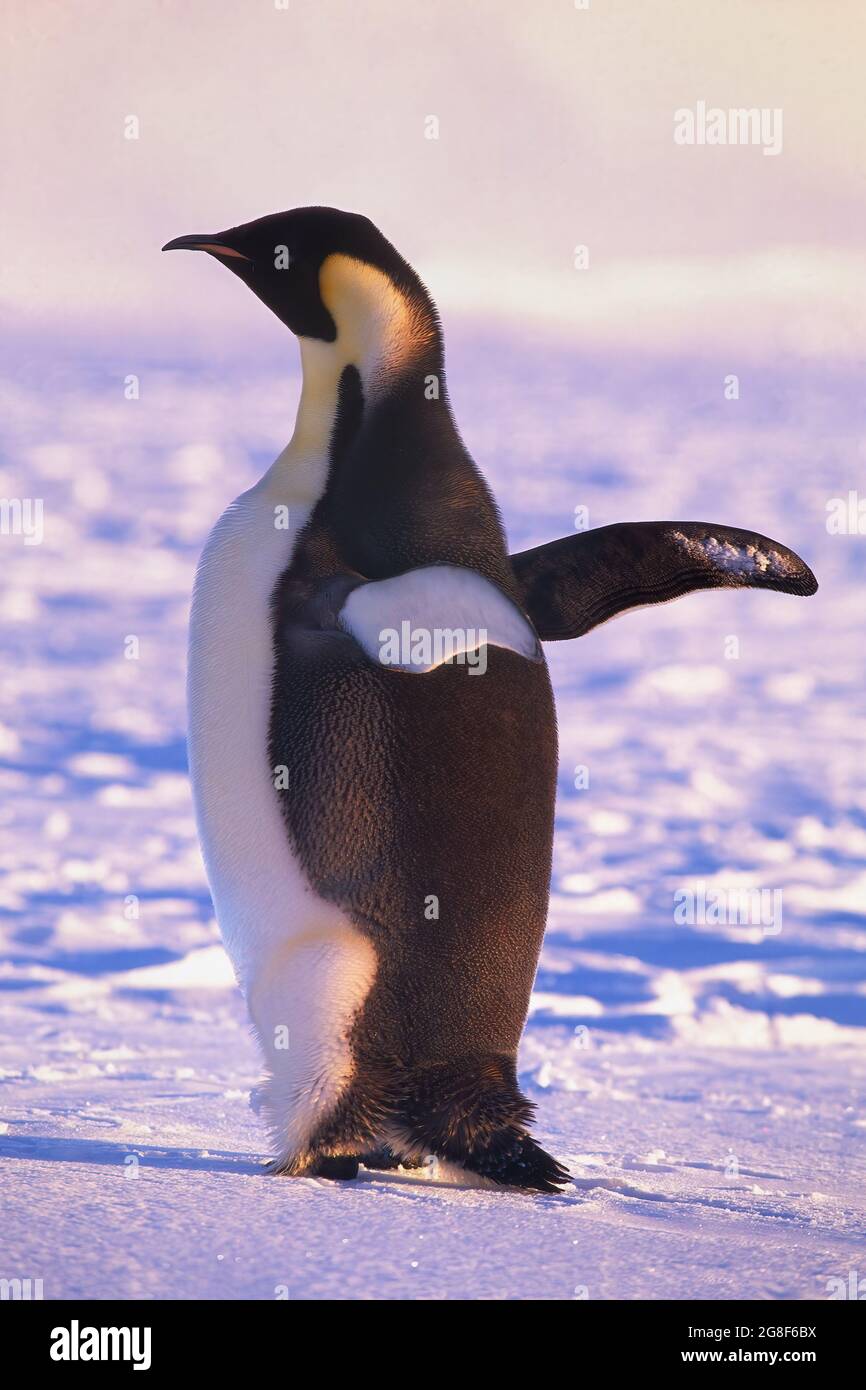 Atka bay hi-res stock photography and images - Alamy