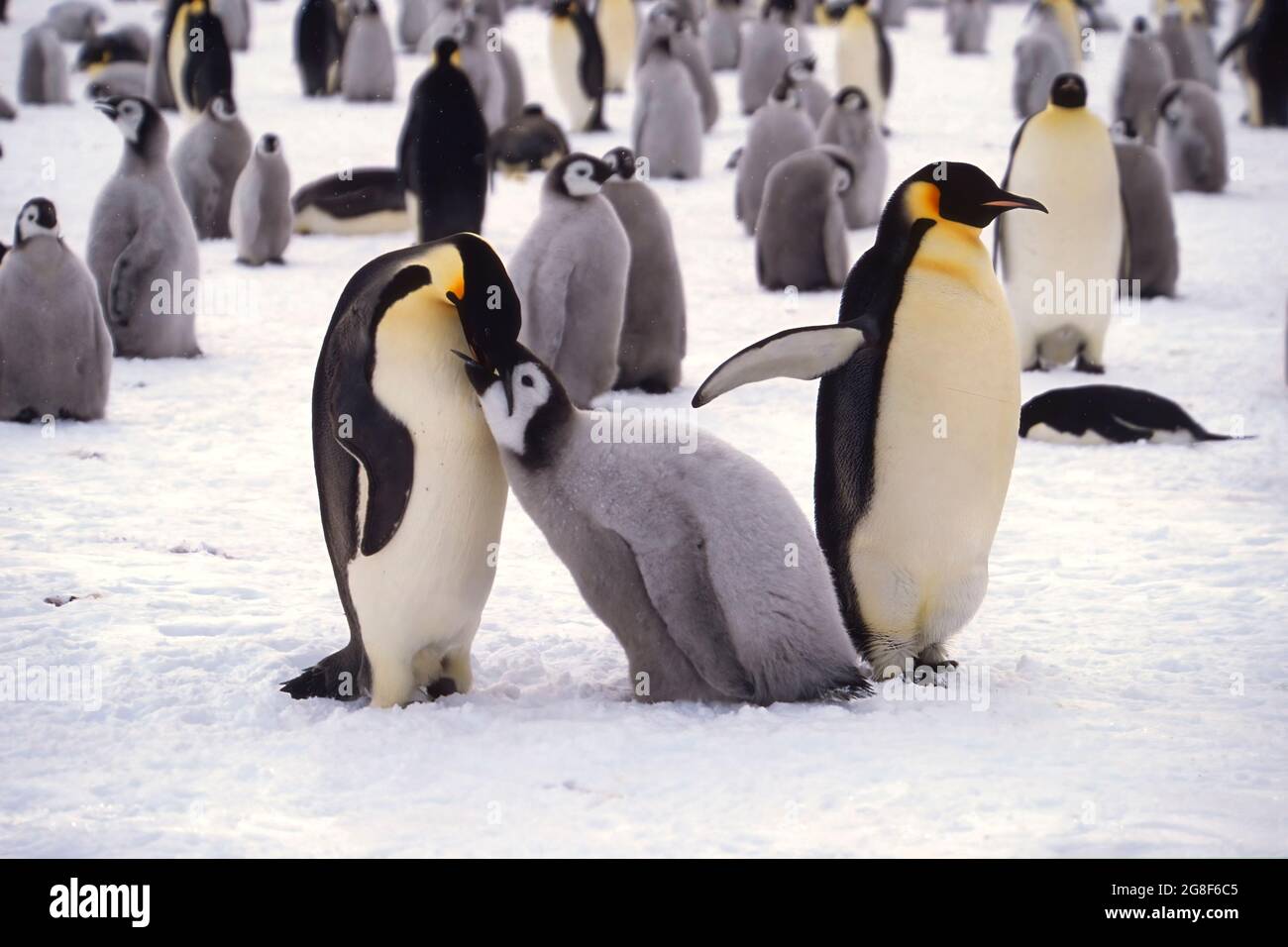 Emperor penguin feeding chick hi-res stock photography and images - Alamy