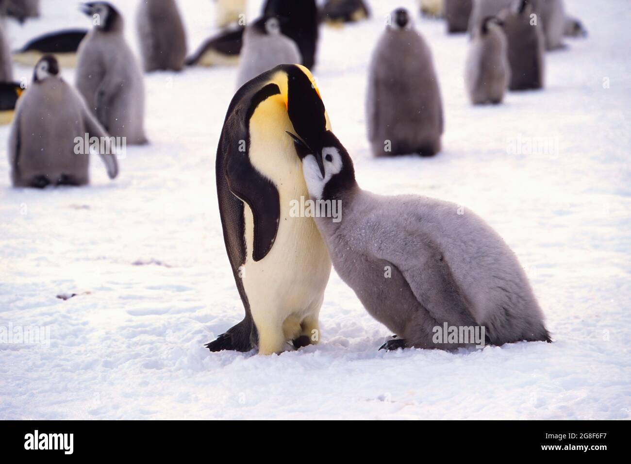 Emperor penguin feeding chick hi-res stock photography and images - Alamy