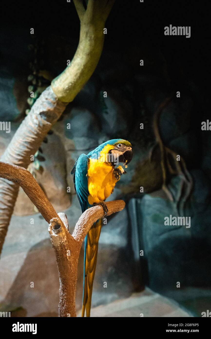 Neotropical parrot perching on dried wood inside the Jakarta Aquarium ...