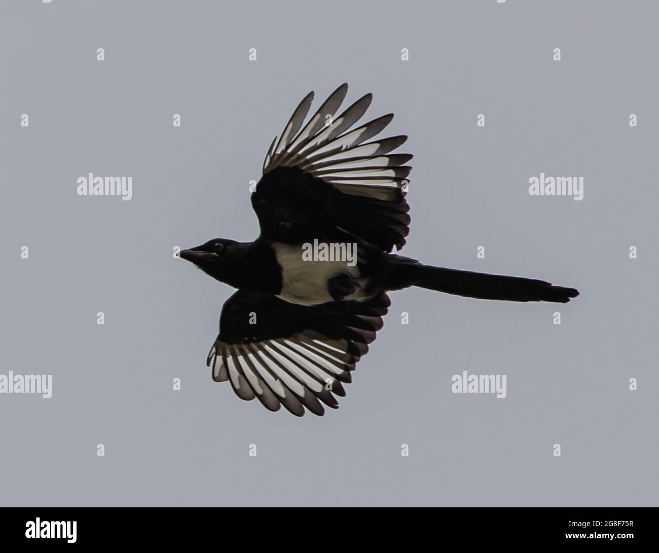 Low angle of flying Eurasian magpie under gray pure sky Stock Photo - Alamy