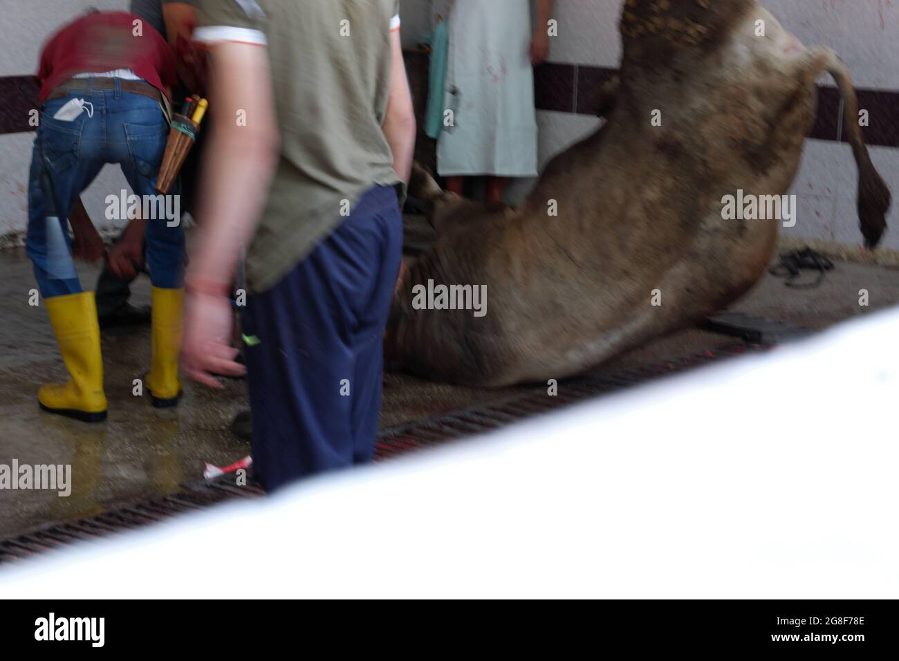 Ankara, Turkey. 20th July, 2021. Ankara, Turkey, A bull is being ...