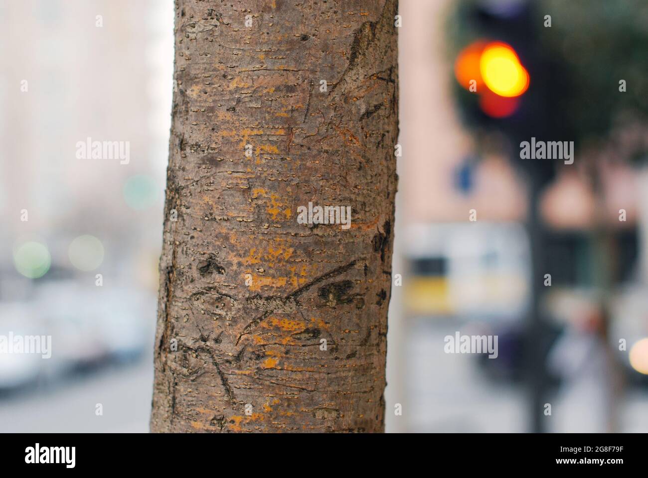 Closeup shot of a tree trunk on a blurred background Stock Photo - Alamy