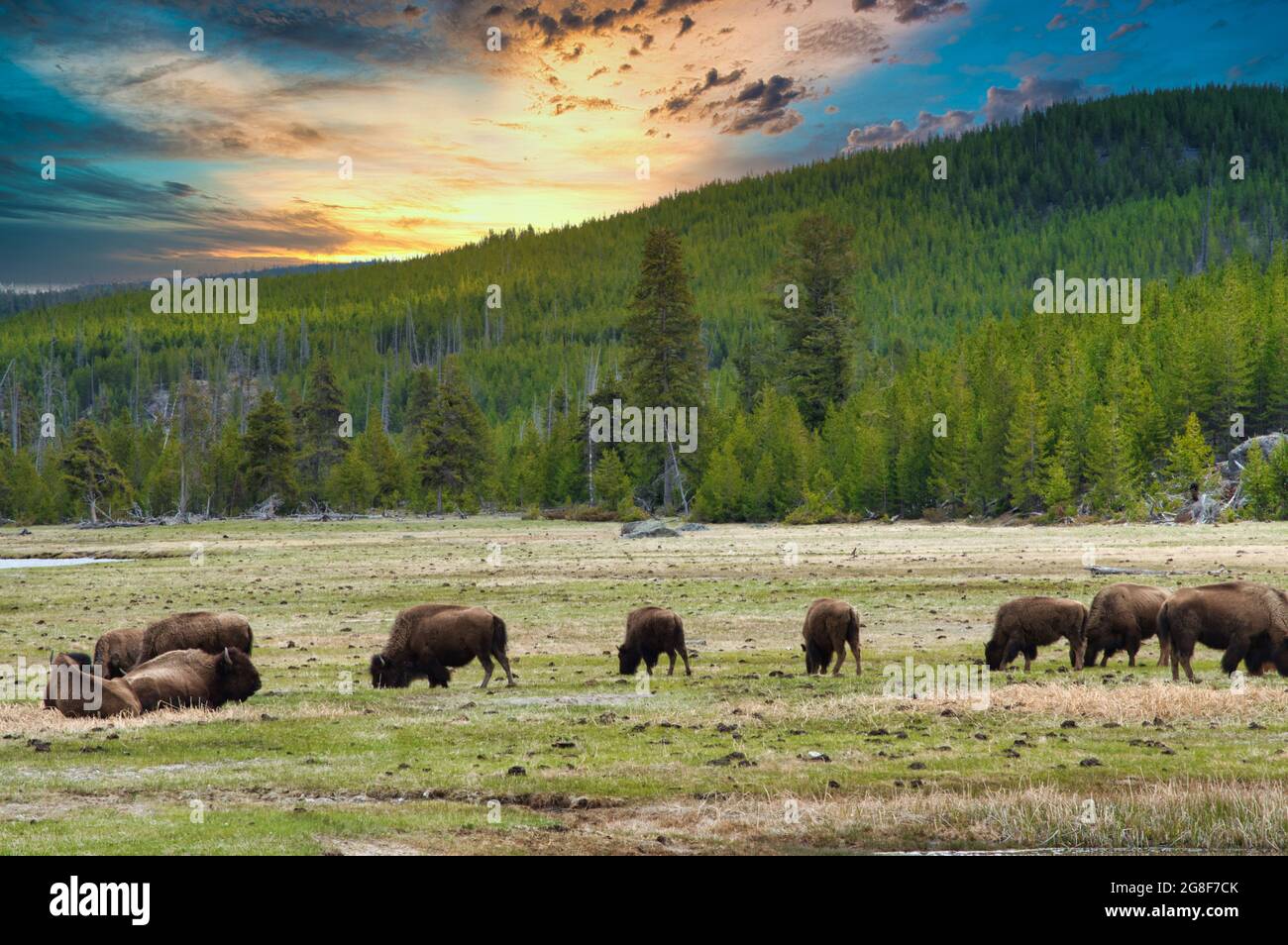 Small group of bison eating grass in a lush forest under a bright sky ...