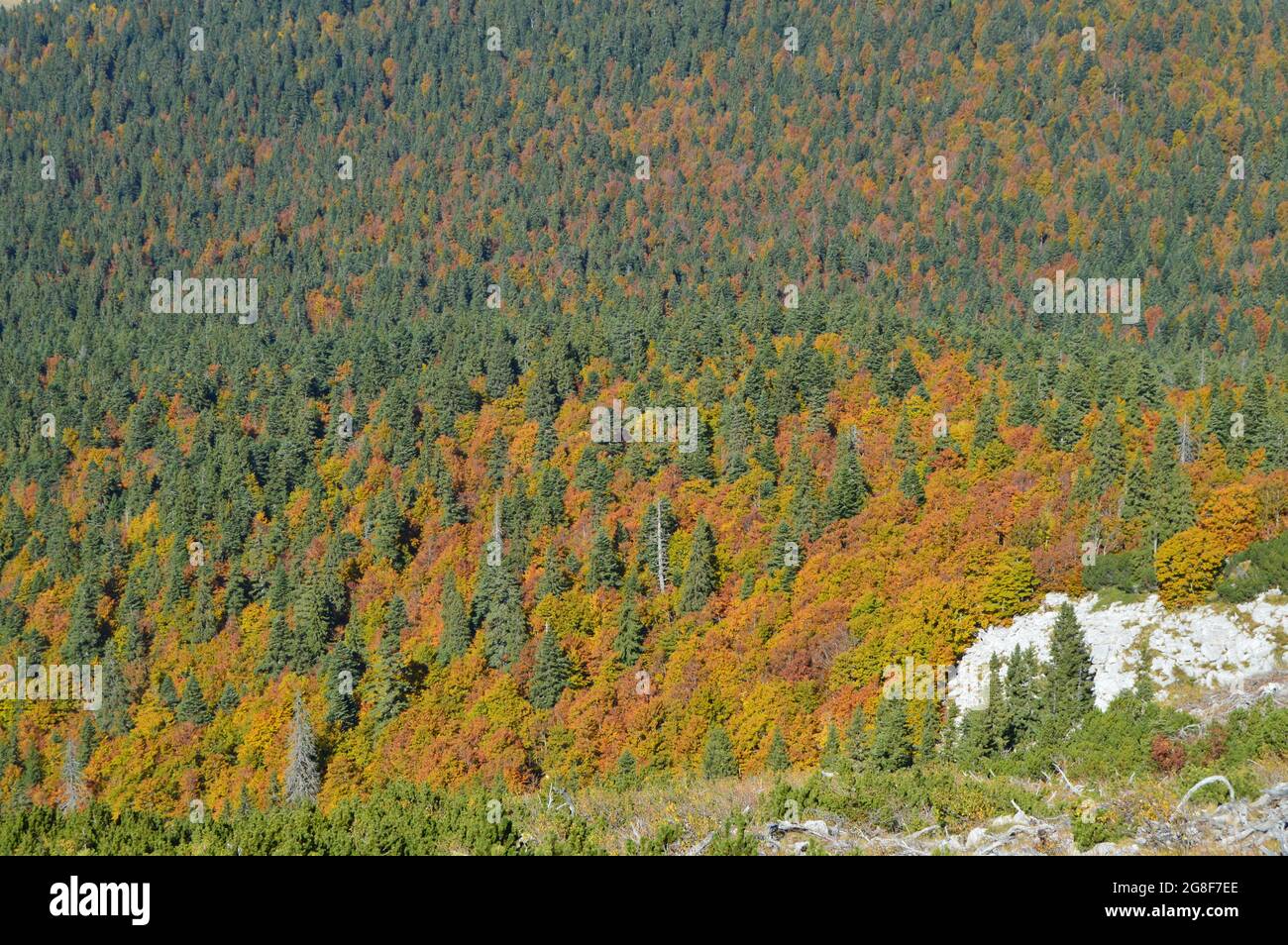 Cincar hi-res stock photography and images - Alamy