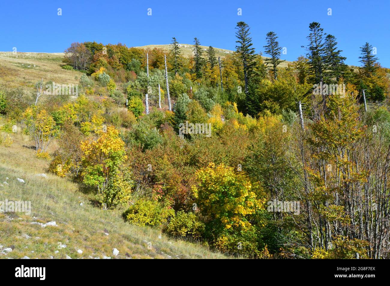 Cincar hi-res stock photography and images - Alamy